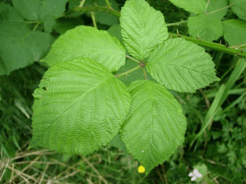 Featured Weeds | Grays Harbor County | Washington State University