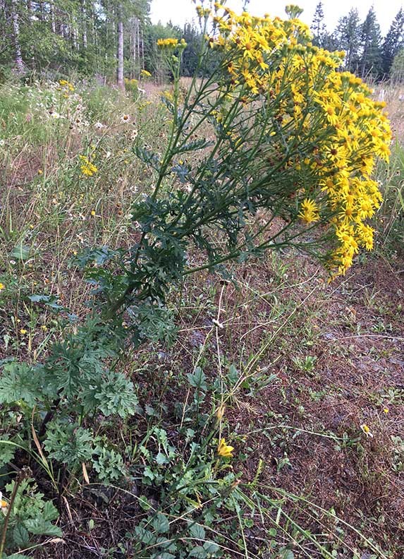 Featured Weeds | Grays Harbor County | Washington State University