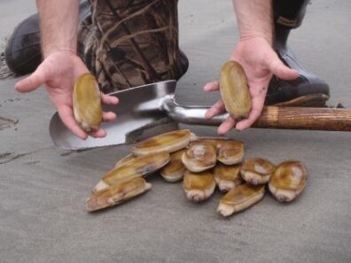 It’s Clam Season! | Grays Harbor County | Washington State University