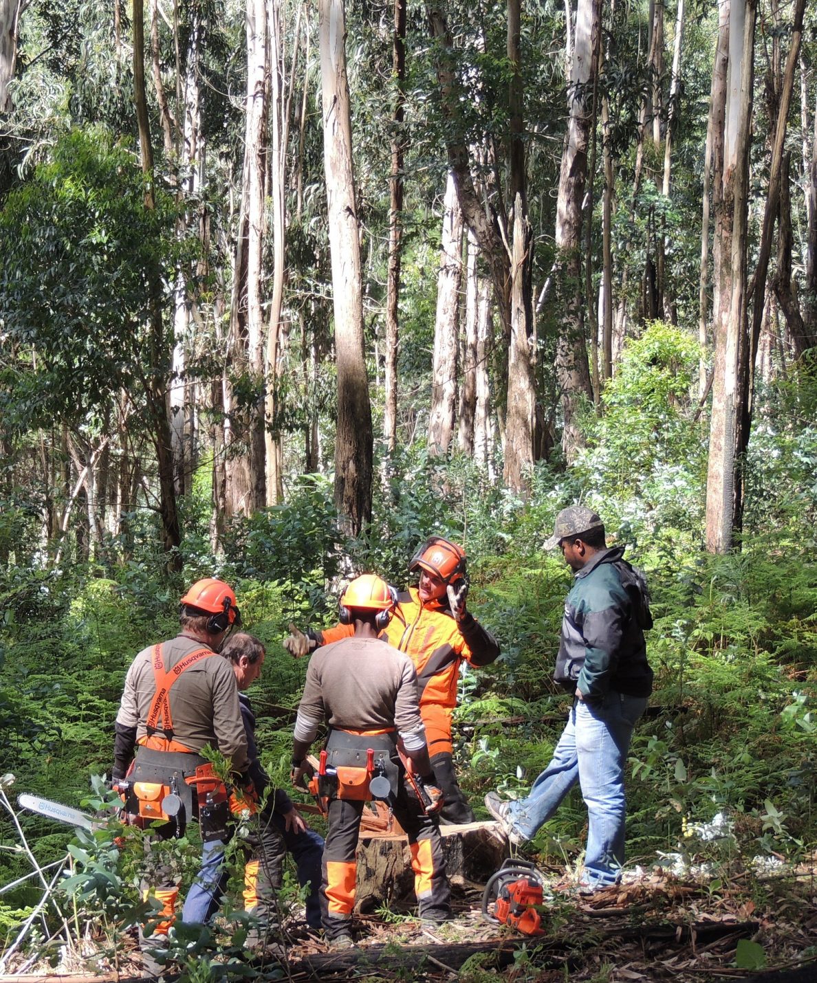 loggers-1319670_1920 | Stevens County | Washington State University