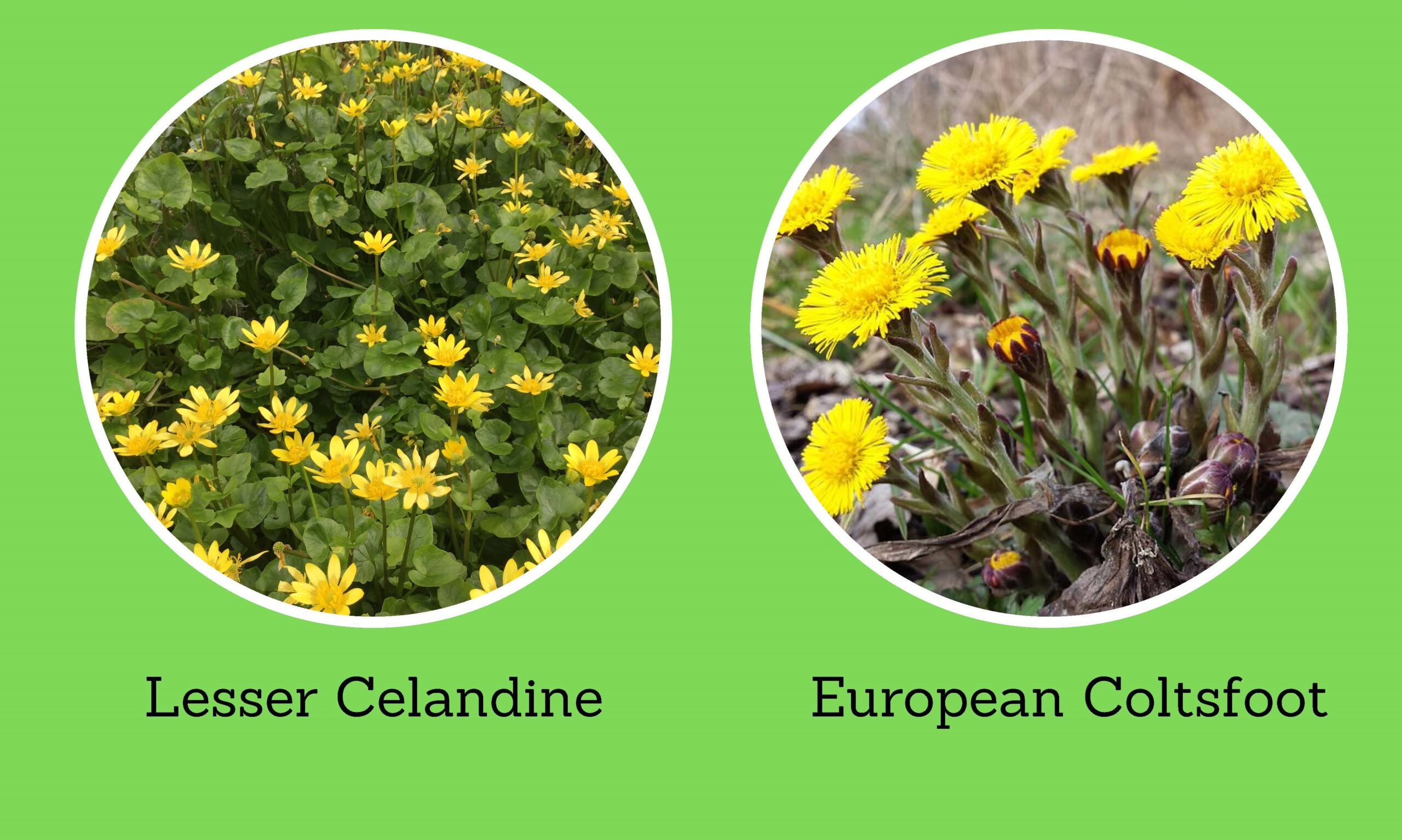 Noxious Weed Control | Mason County | Washington State University