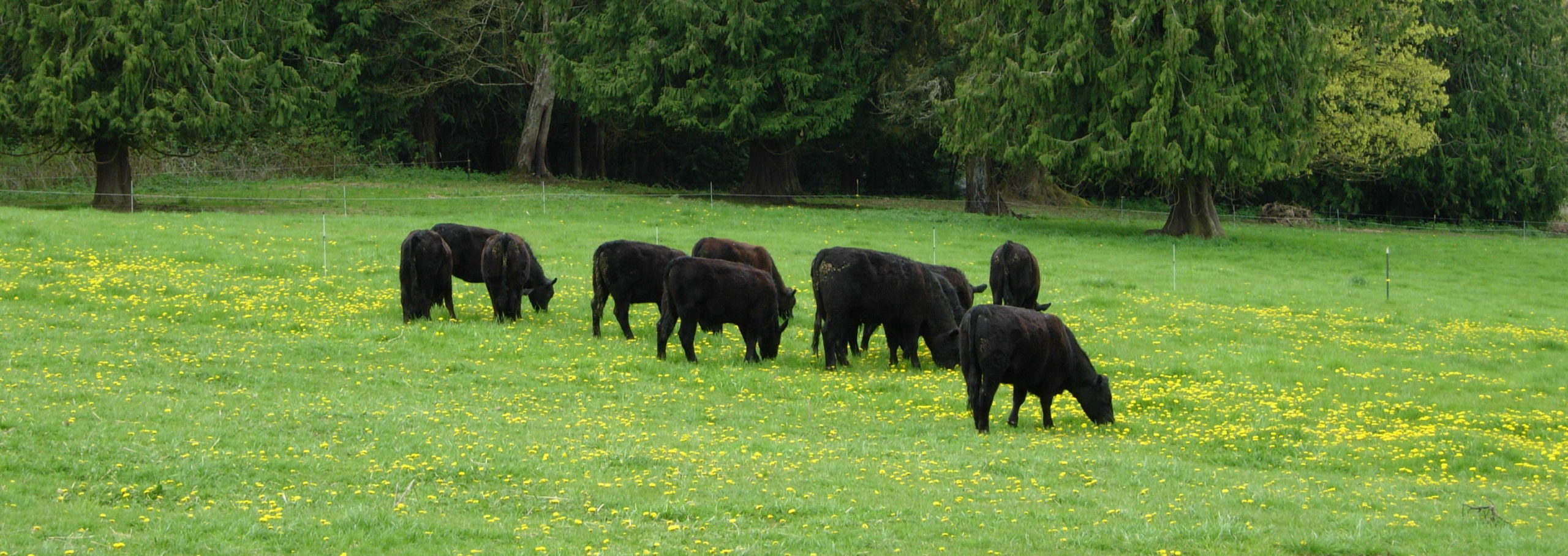Food Systems | WSU Extension, Island County | Washington State University Food Systems | WSU Extension, Island County | Washington State University