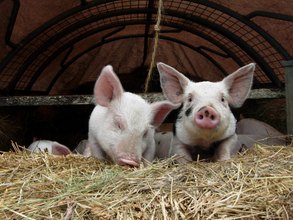Keeping Your Pigs Healthy and Safe | WSU Extension, Island County ...