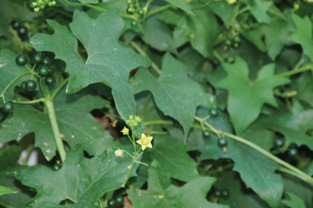 County Weed Board | Columbia County | Washington State University