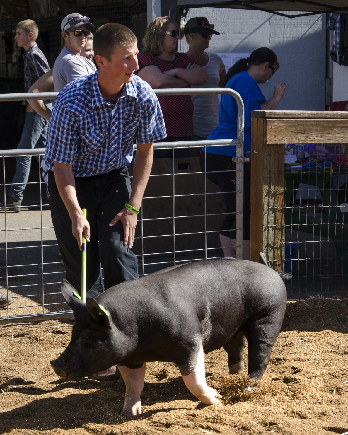 4-H Swine Projects | Clallam County | Washington State University