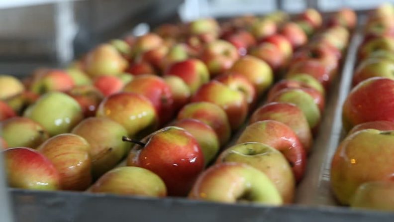 apple packing house 1 | Benton & Franklin Counties | Washington State ...