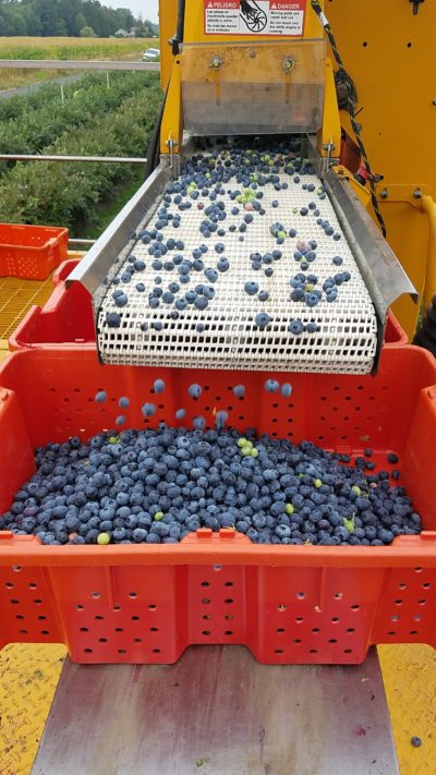 Demonstration: Machine Harvesting for Fresh Market Blueberry | Benton ...