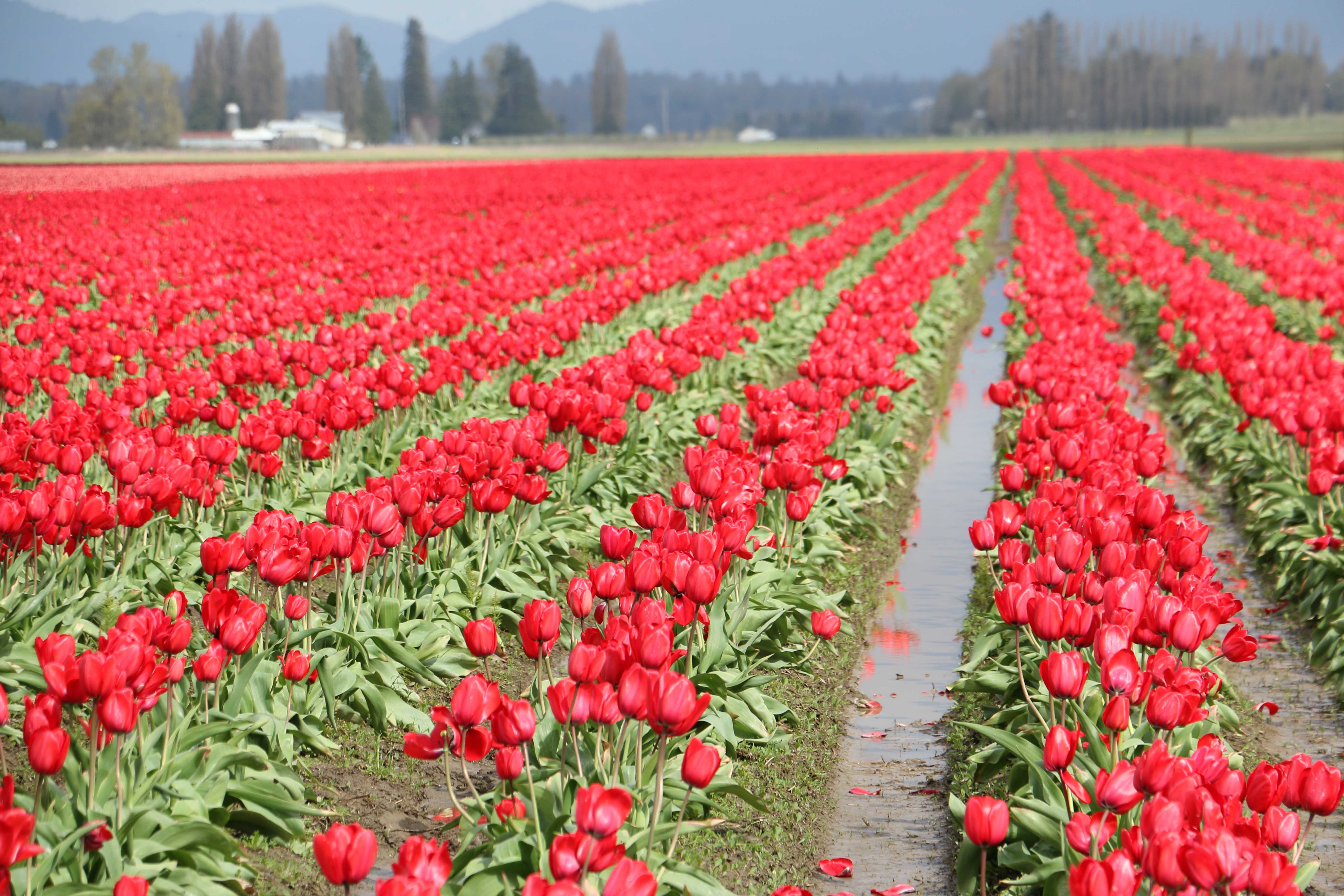Guided Tulip Tours | Skagit County | Washington State University