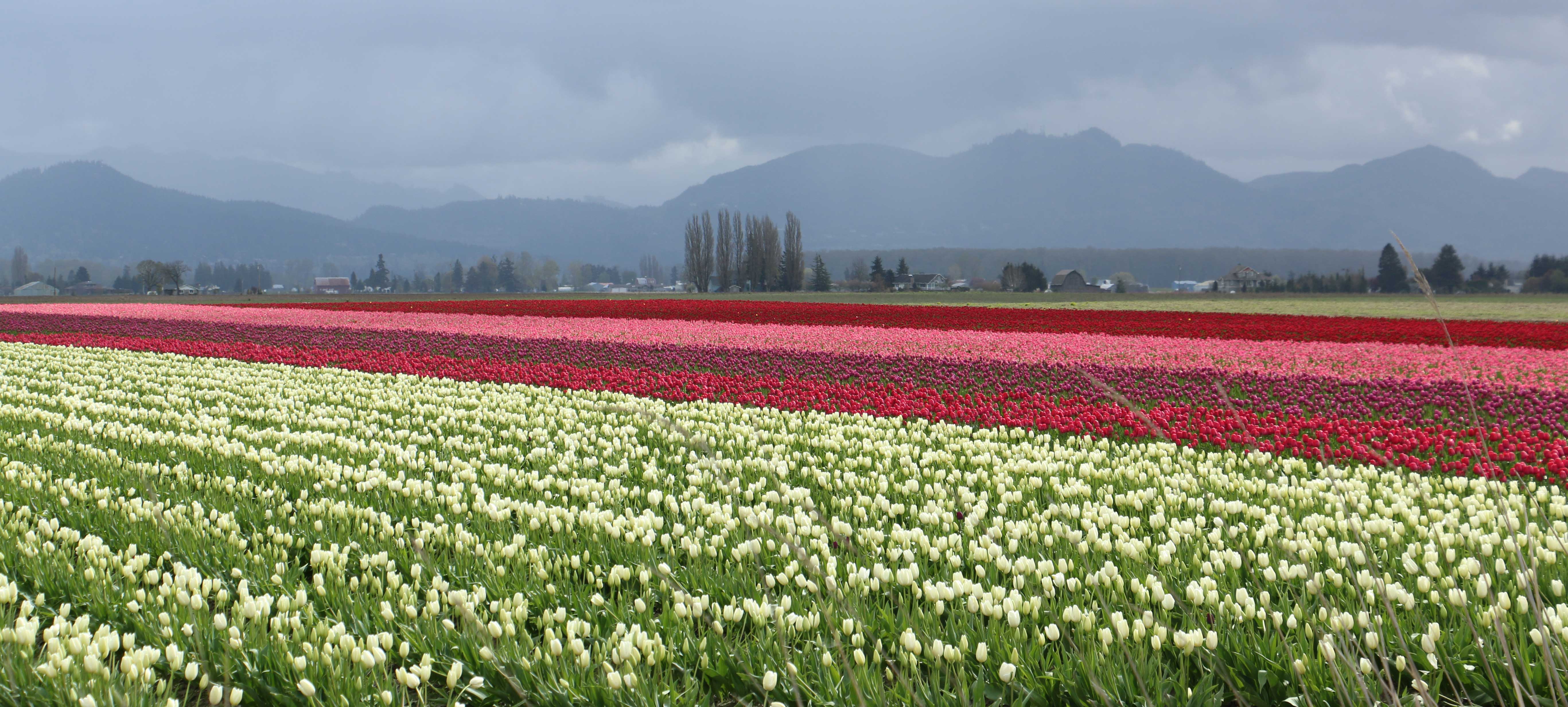 Guided Tulip Tours | Skagit County | Washington State University