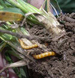 Insect Resources | Lincoln & Adams Counties | Washington State University