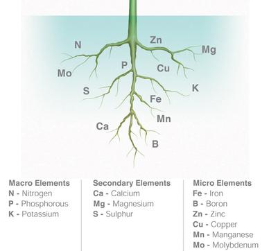 nutrients-plants-elements | Spokane County | Washington State University