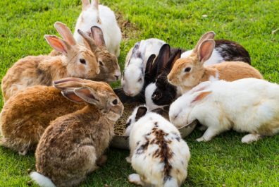 raising-rabbits-for-survival | Spokane County | Washington State University