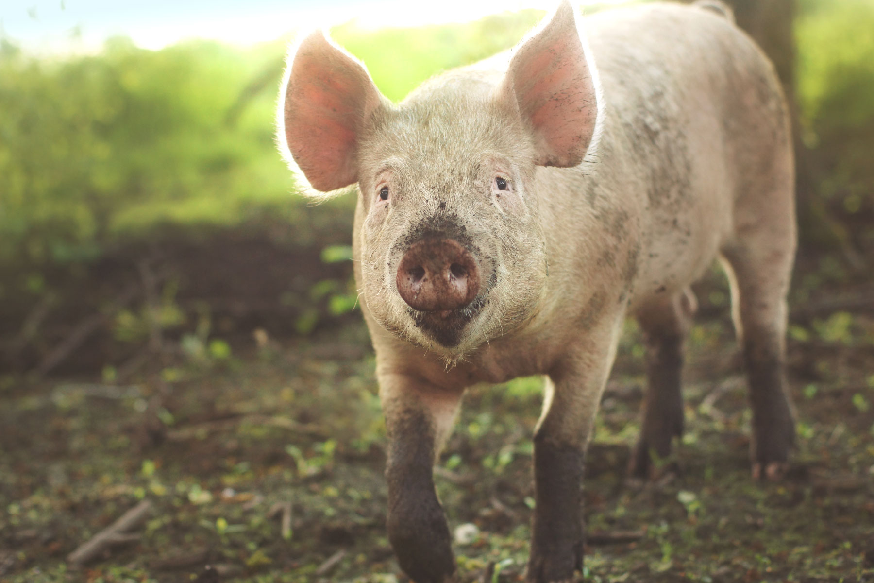 HC2017 Botany Bay – pig lt | Clark County | Washington State University