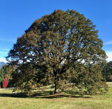 Oregon White Oak – Garry Oak | Clark County | Washington State University