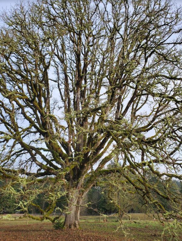 Oregon White Oak – Garry Oak | Clark County | Washington State University