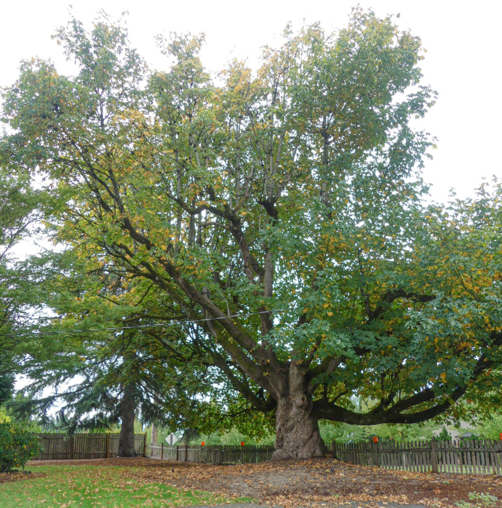 Bigleaf Maple | Clark County | Washington State University