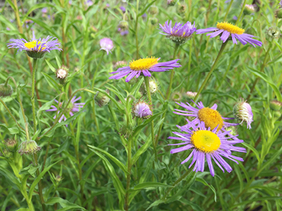 Leavenworth Fish Hatchery Pollinator Garden | Chelan & Douglas Counties ...