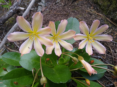Leavenworth Fish Hatchery Pollinator Garden | Chelan & Douglas Counties ...