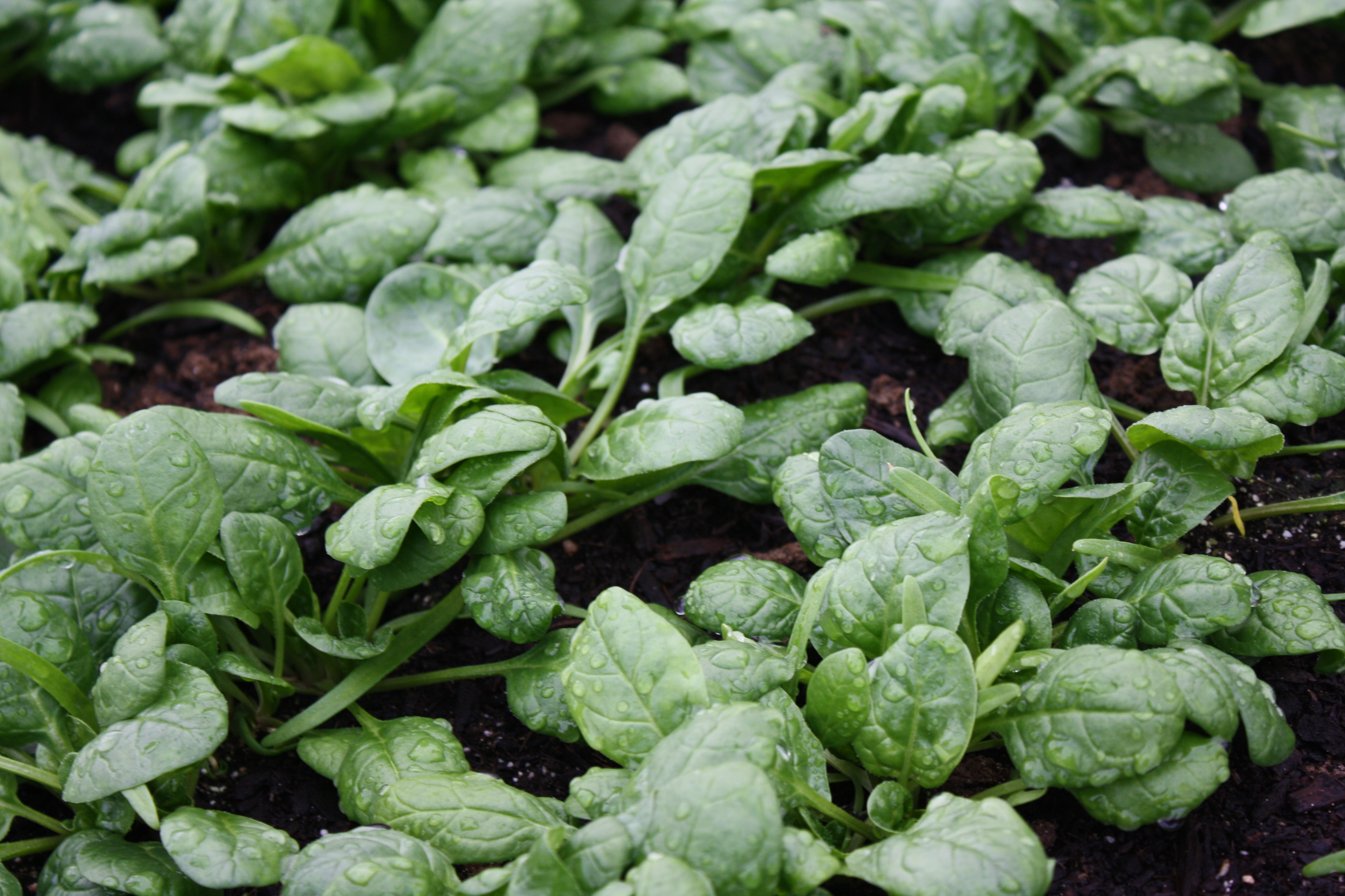 Major Crops Of Washington State