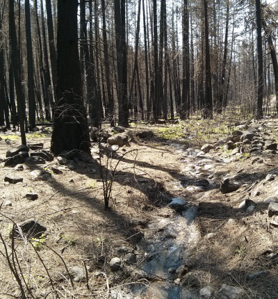 The Lasting Impacts of Wildfire | Washington's Water | Washington State ...