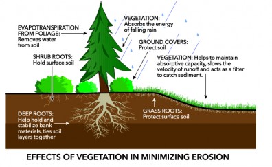 Using Plants & Trees for Stability | Shore Stewards | Washington State ...