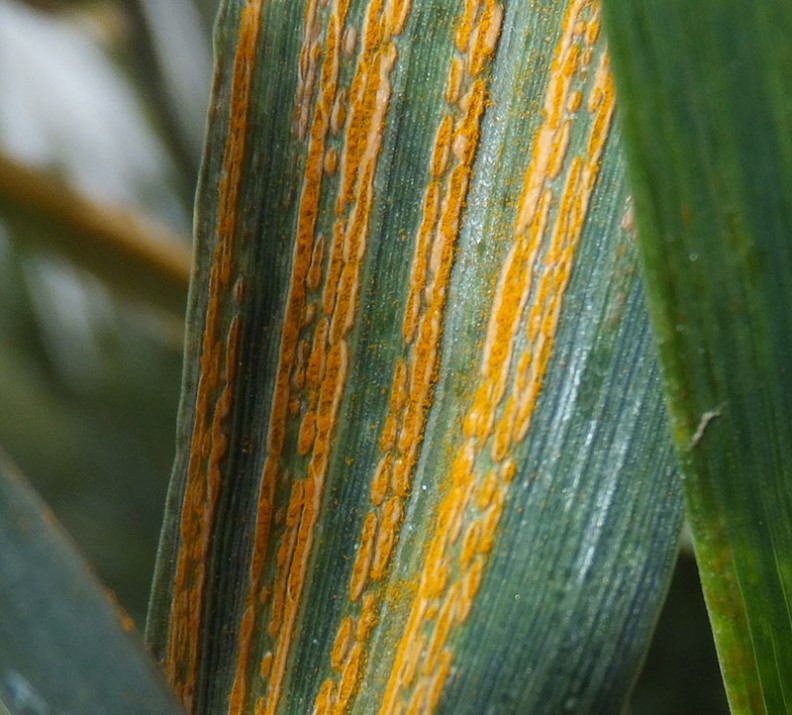 Stripe Rust | Washington State University