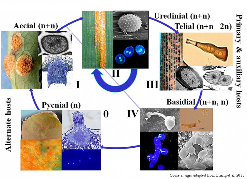 Pathogen | Stripe Rust | Washington State University
