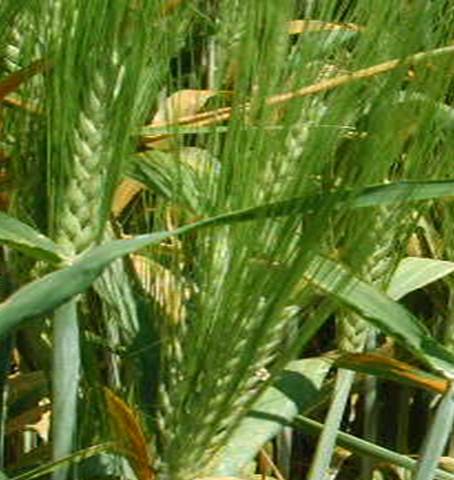 Hosts | Stripe Rust | Washington State University
