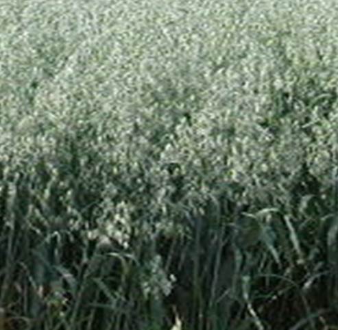 Hosts | Stripe Rust | Washington State University