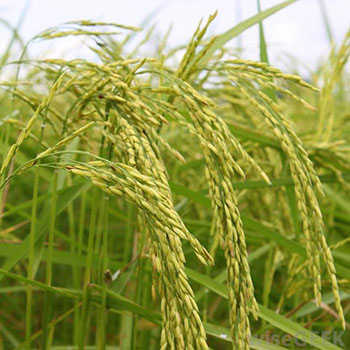 Hosts | Stripe Rust | Washington State University