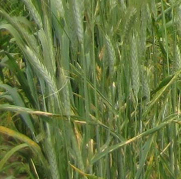 Hosts | Stripe Rust | Washington State University