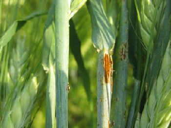Stem Rust Update, August 13, 2012 | Stripe Rust | Washington State ...