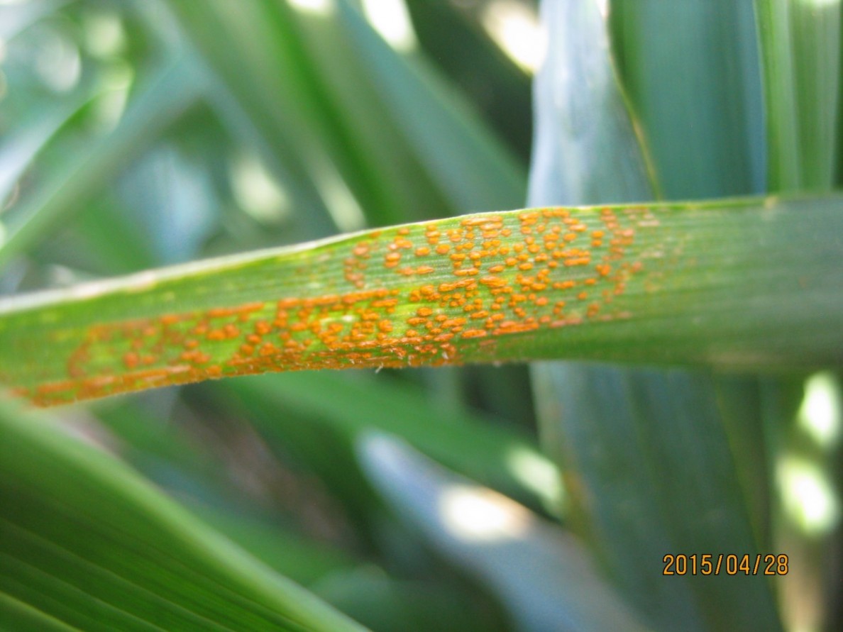 Stripe Rust Update, April 29, 2015 | Stripe Rust | Washington State ...