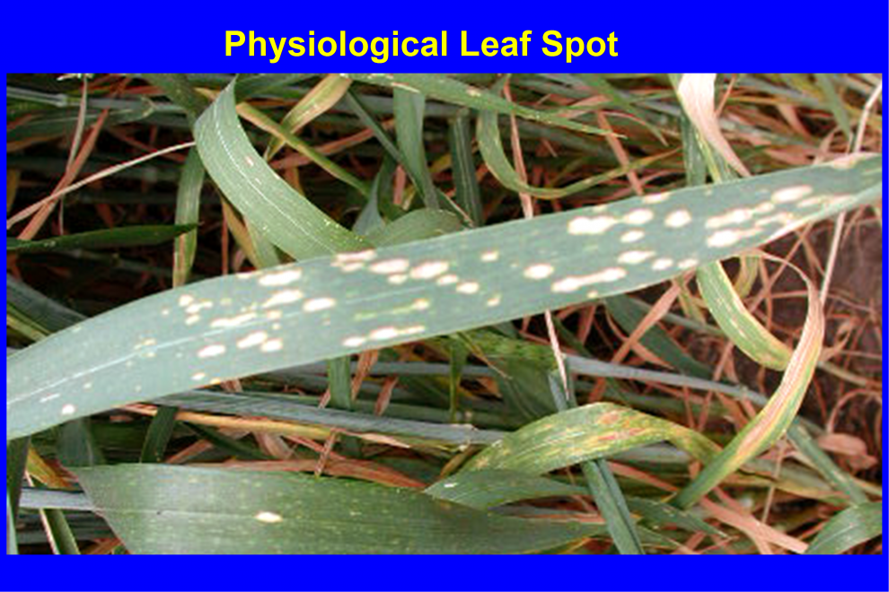 Stripe Rust Update, June 17, 2007 | Stripe Rust | Washington State ...