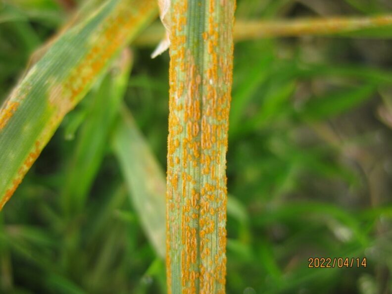 Stripe Rust Update, April 17, 2022 | Stripe Rust | Washington State ...