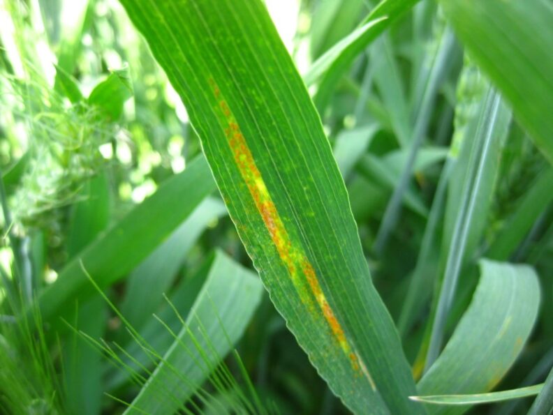 Stripe Rust Update, July 14, 2022 | Stripe Rust | Washington State ...