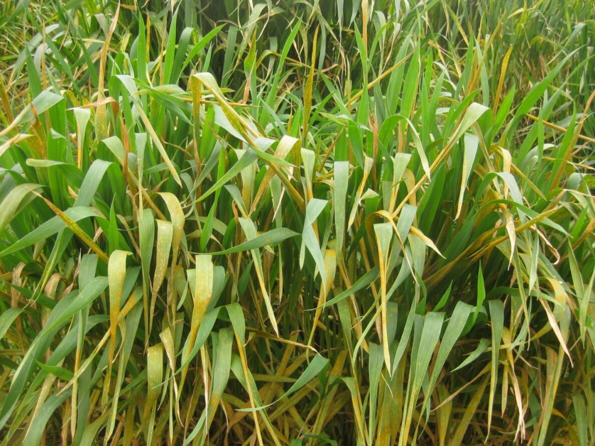 Stripe Rust Update, May 1, 2023 | Stripe Rust | Washington State University