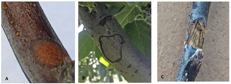 Apple Anthracnose Canker | WSU Cider | Washington State University