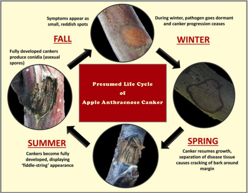 Apple Anthracnose Canker | WSU Cider | Washington State University