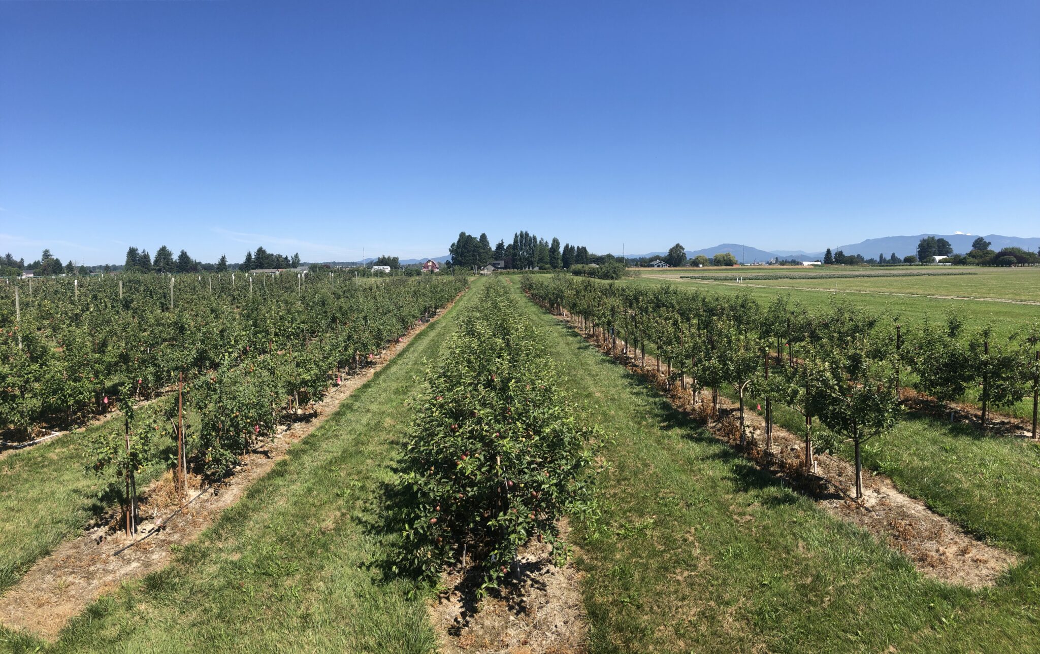 Orchard Establishment and Management | WSU Cider | Washington State ...