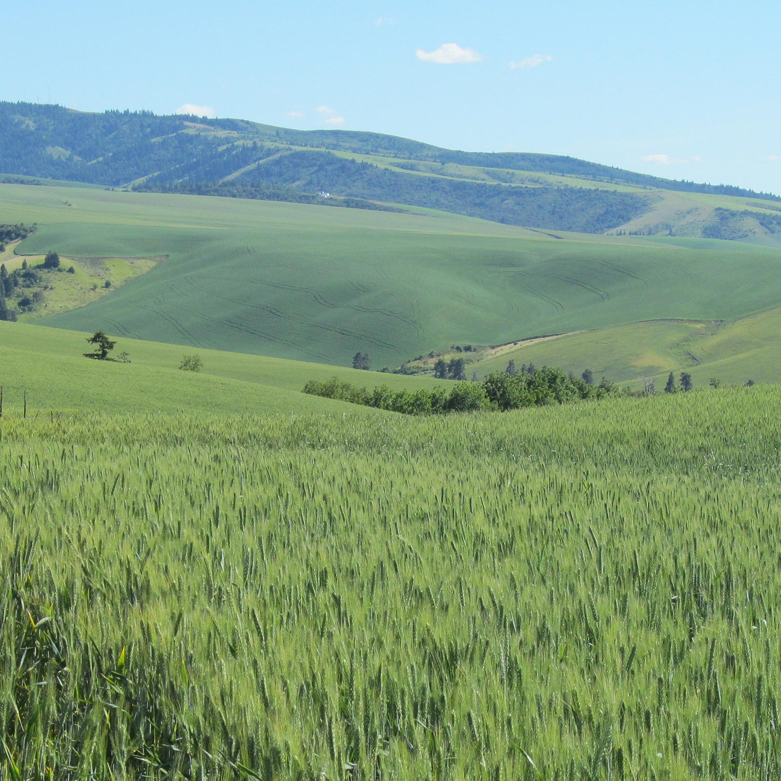 Wheat and Small Grains | Integrated Pest Management | Washington State ...