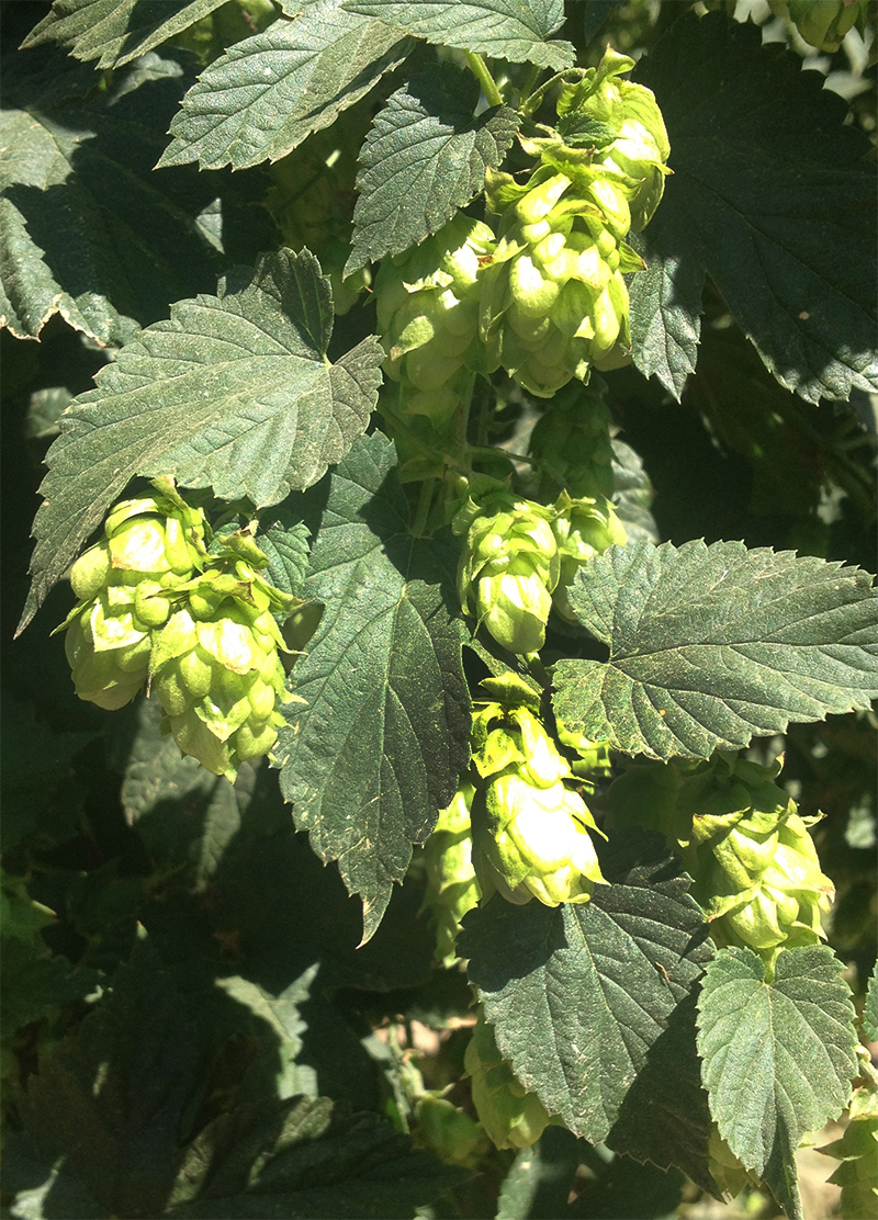 2020 Quarter 1 Newsletter | Integrated Pest Management | Washington ...