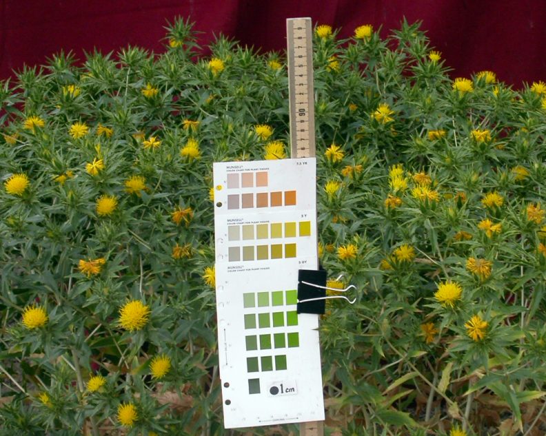 Safflower Image Gallery | Safflower Genetic Resources | Washington ...