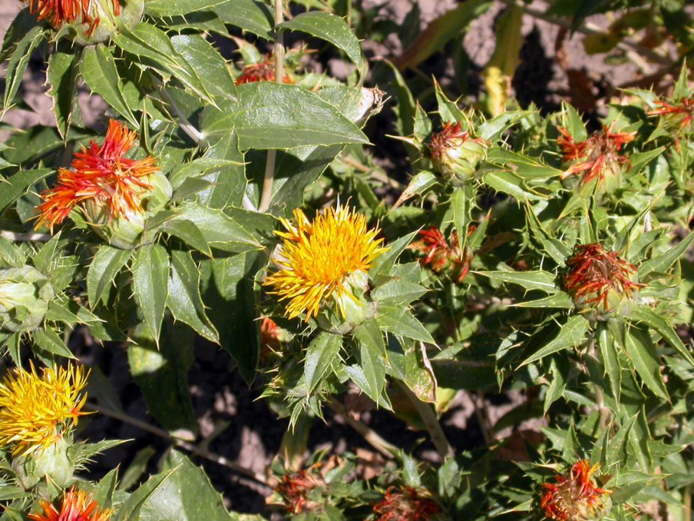 Safflower Image Gallery | Safflower Genetic Resources | Washington ...