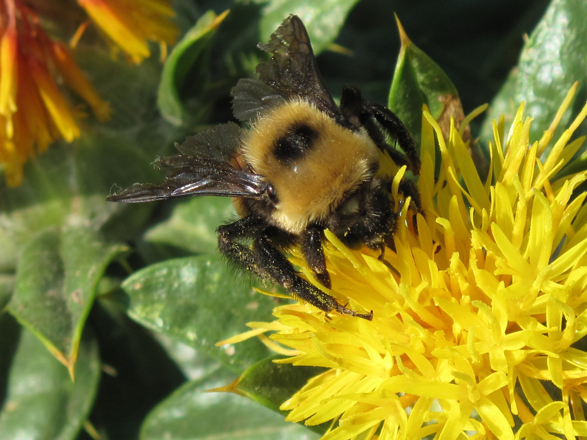 Safflower Image Gallery | Safflower Genetic Resources | Washington ...