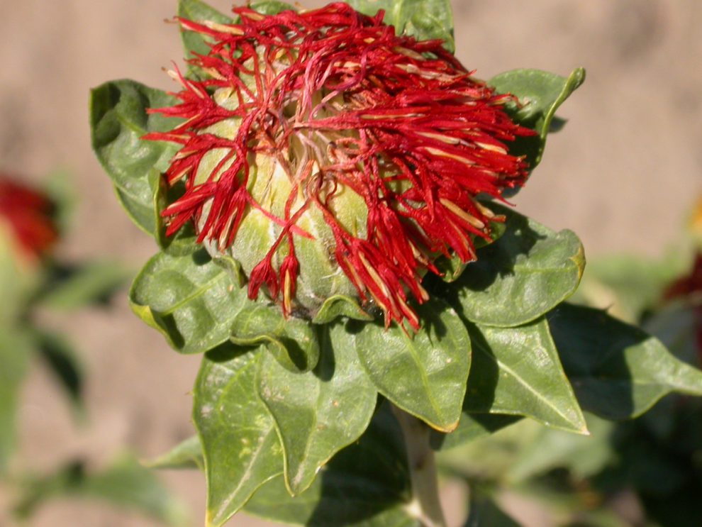 Safflower Image Gallery | Safflower Genetic Resources | Washington ...