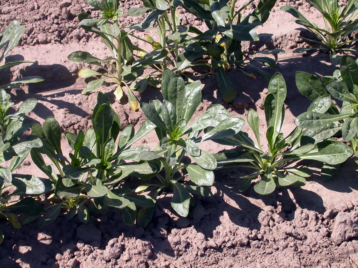 Safflower Image Gallery | Safflower Genetic Resources | Washington ...