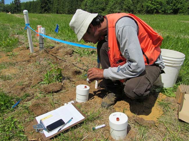 Will poplar bioenergy plantations maintain soil and water quality ...