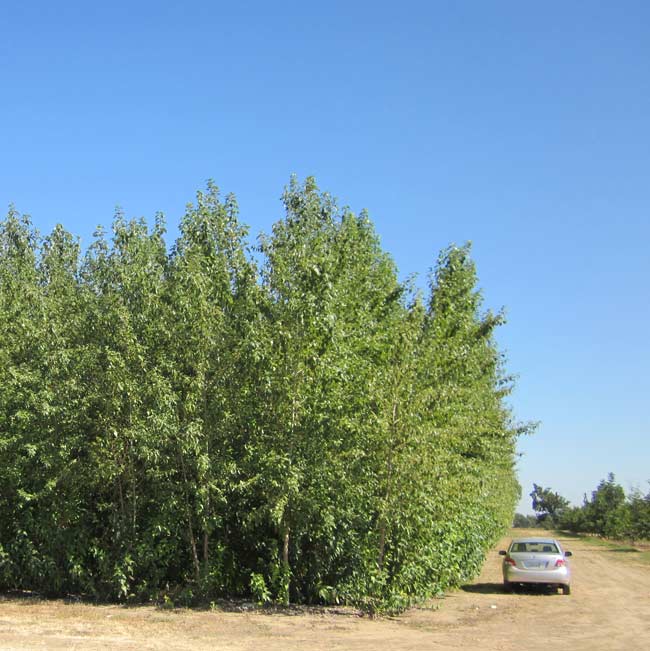 Poplar Genetics | Advanced Hardwood Biofuels Northwest [Archived ...