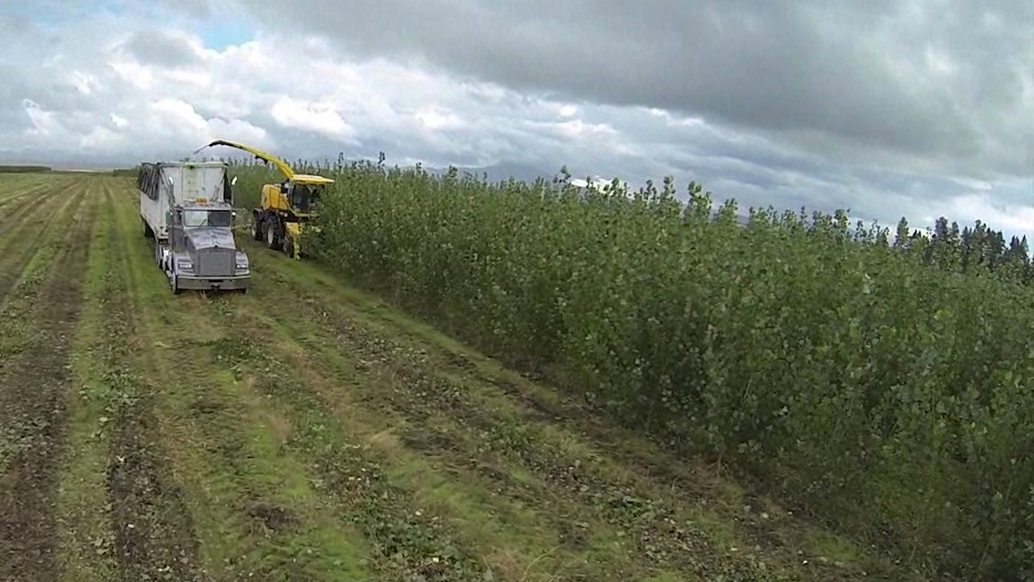 Modeling Short Rotation Hybrid Poplar Plant Growth and Yield in the ...